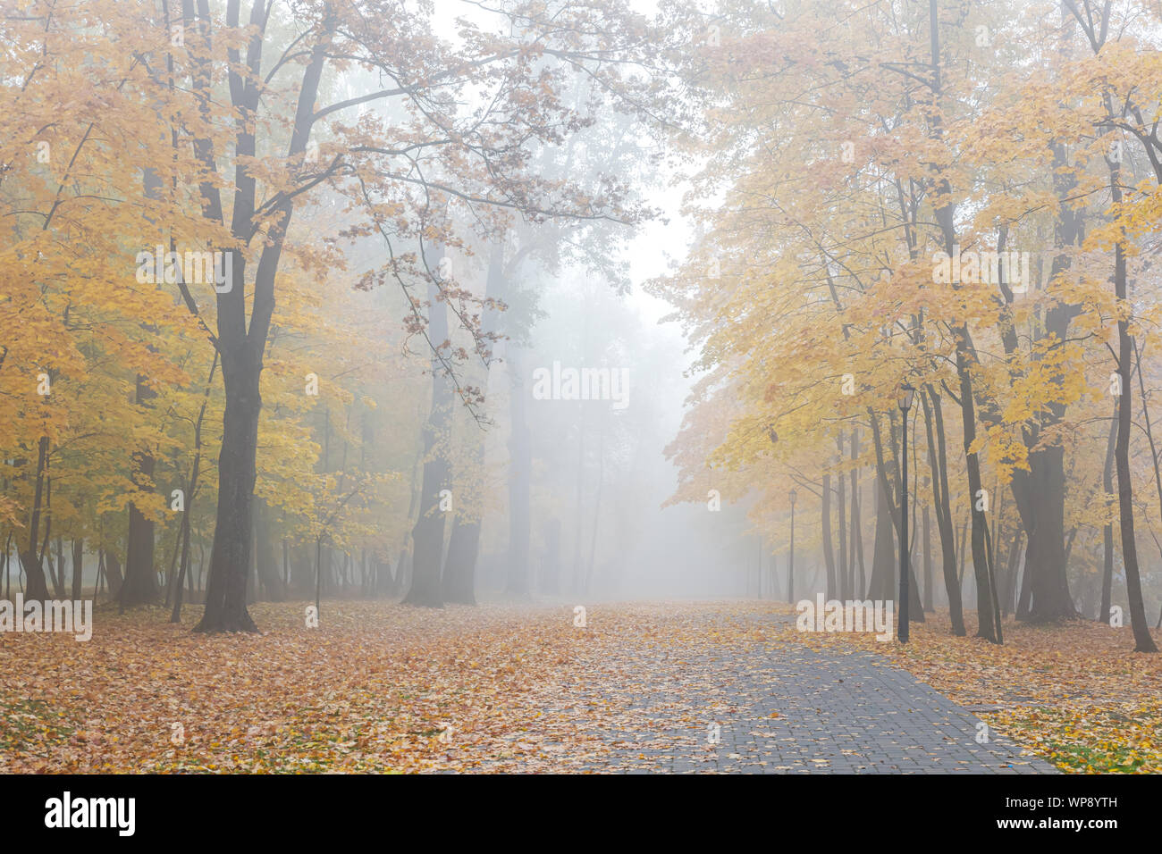 autumnal park in fog. trees with yellow leaves, ground covered with dry ...