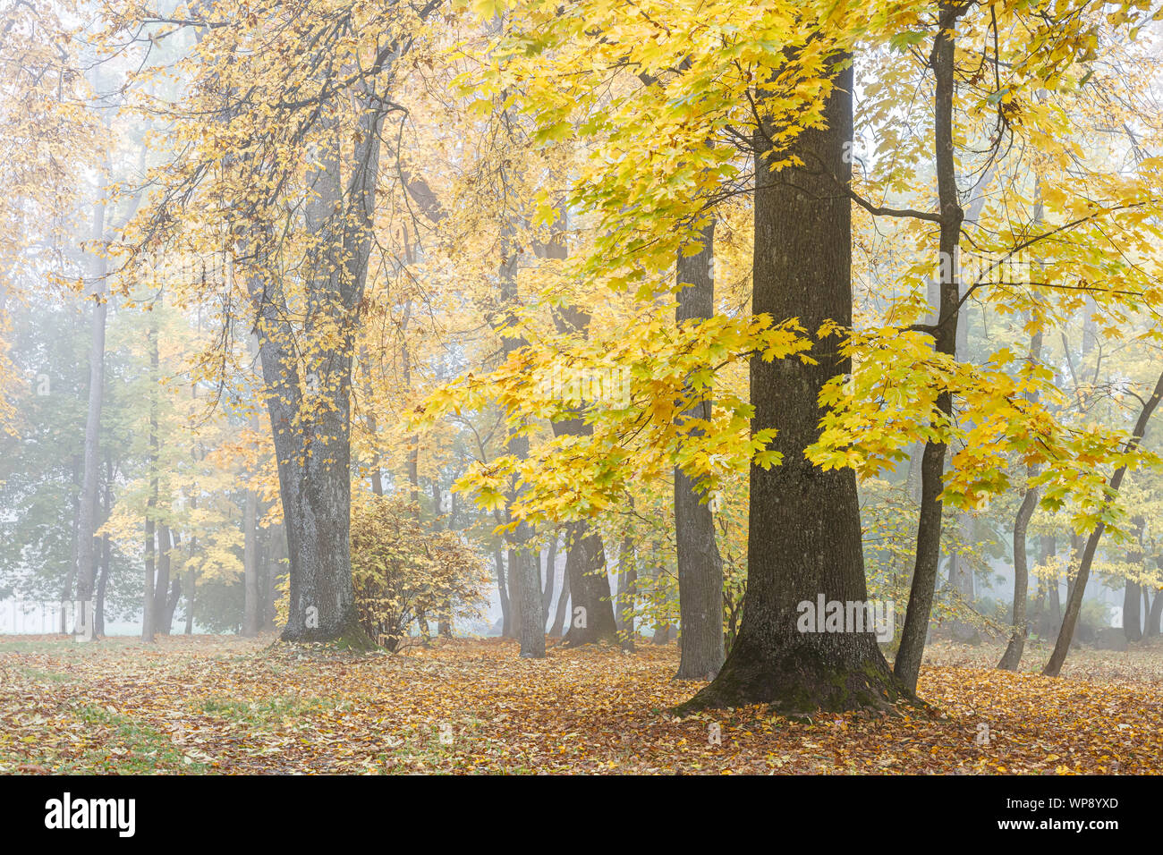 beautiful old maple tree with gold foliage in foggy forest. picturesque ...