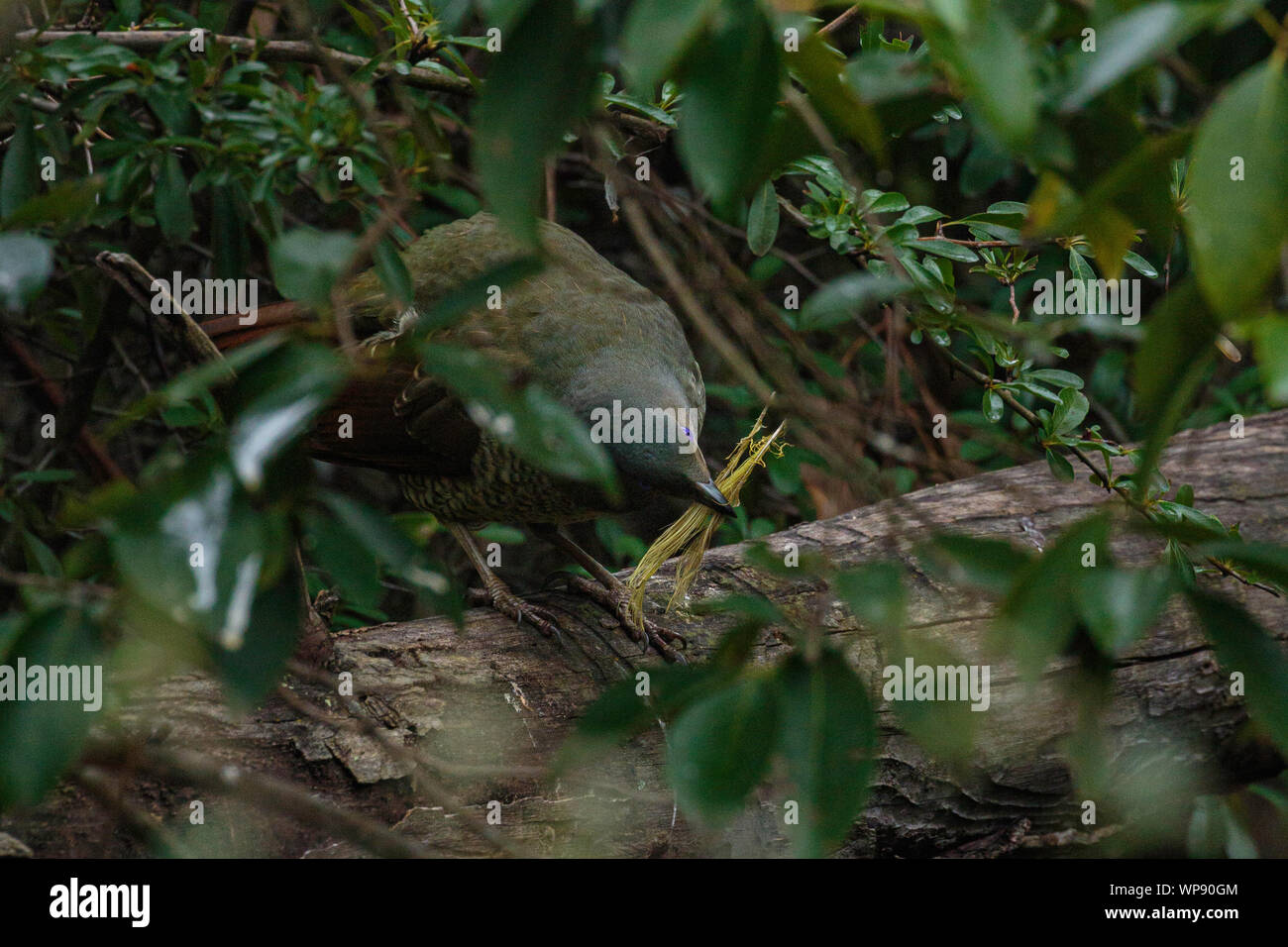 Satin Bowerbird rehearsing mating dance at Red Hill Nature Reserve, ACT ...