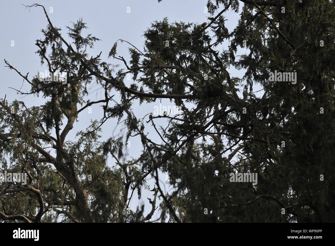 Trees in Gondar (Gonder Stock Photo - Alamy