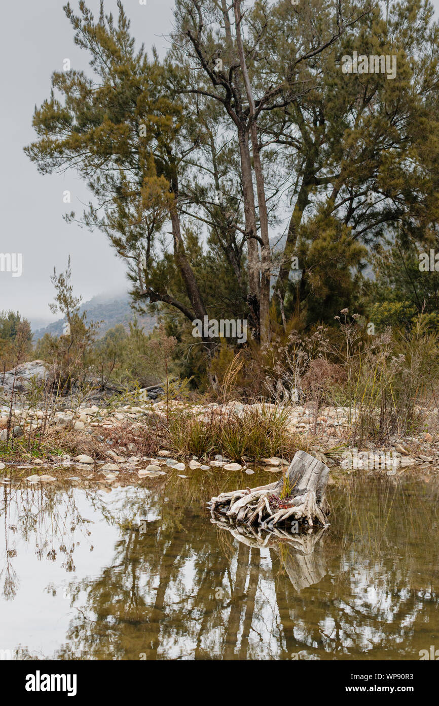 Murrumbidgee river tree hi-res stock photography and images - Alamy