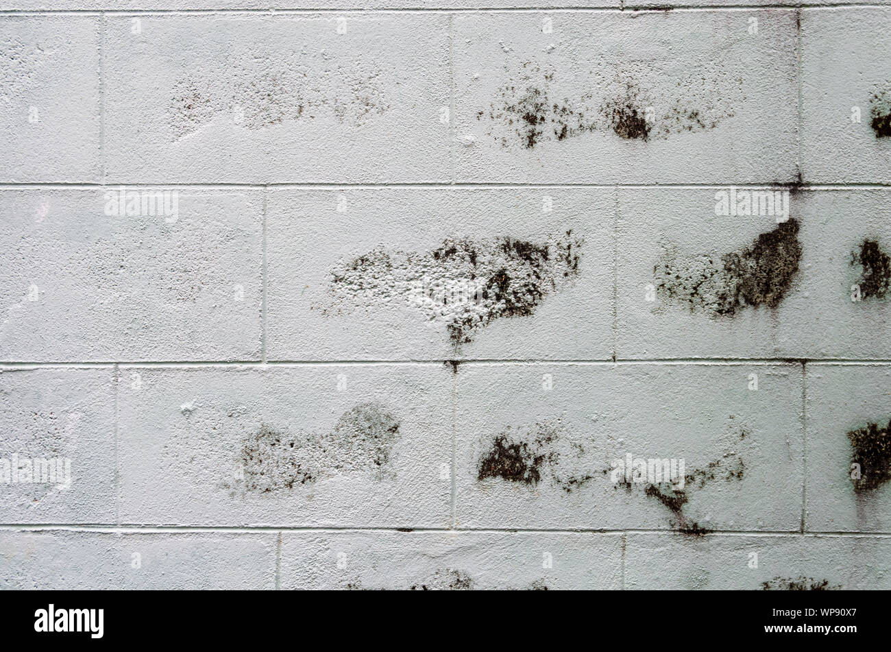 White brick wall with black moss Stock Photo - Alamy
