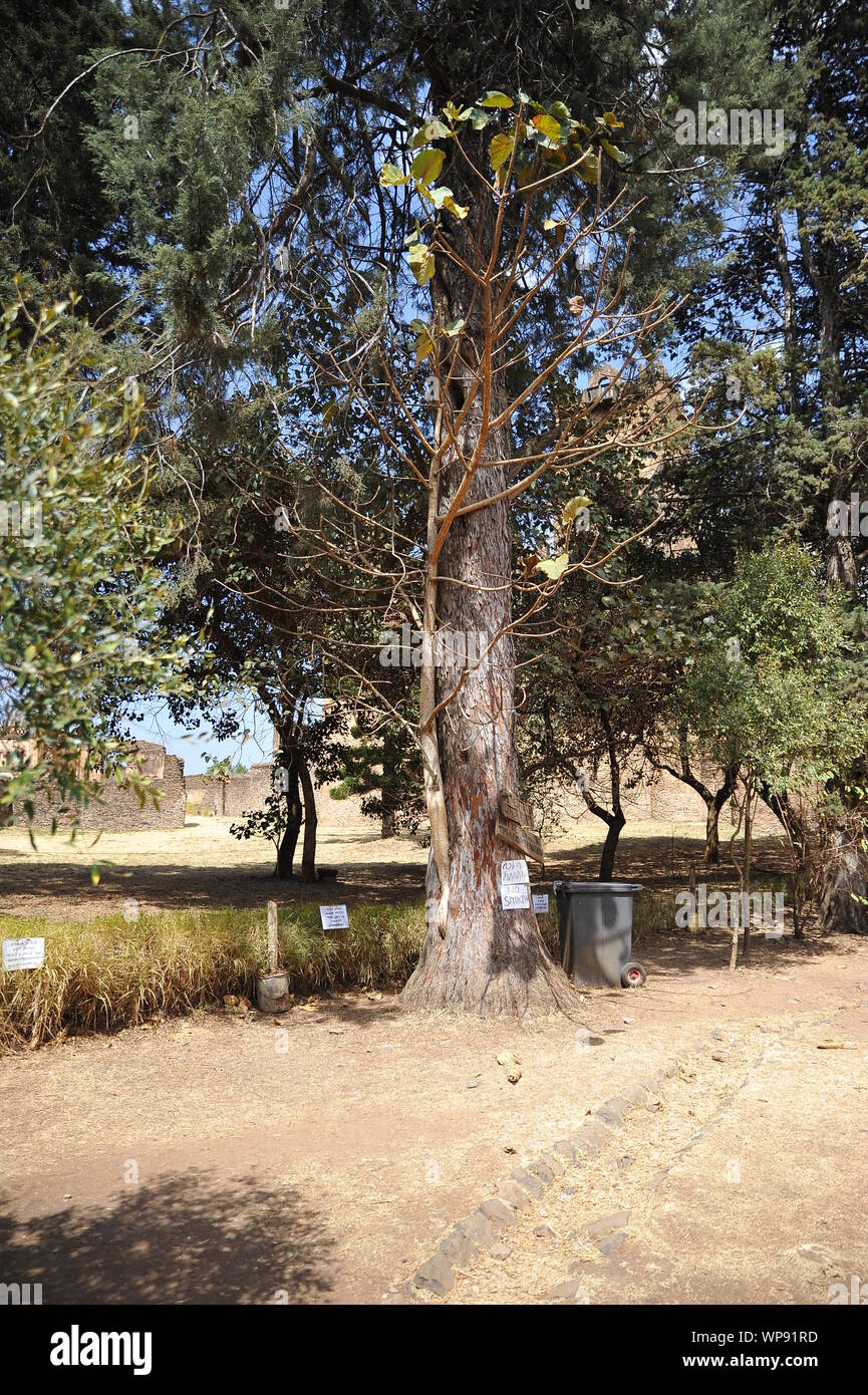 Tree plant vegetation complex hi-res stock photography and images - Alamy