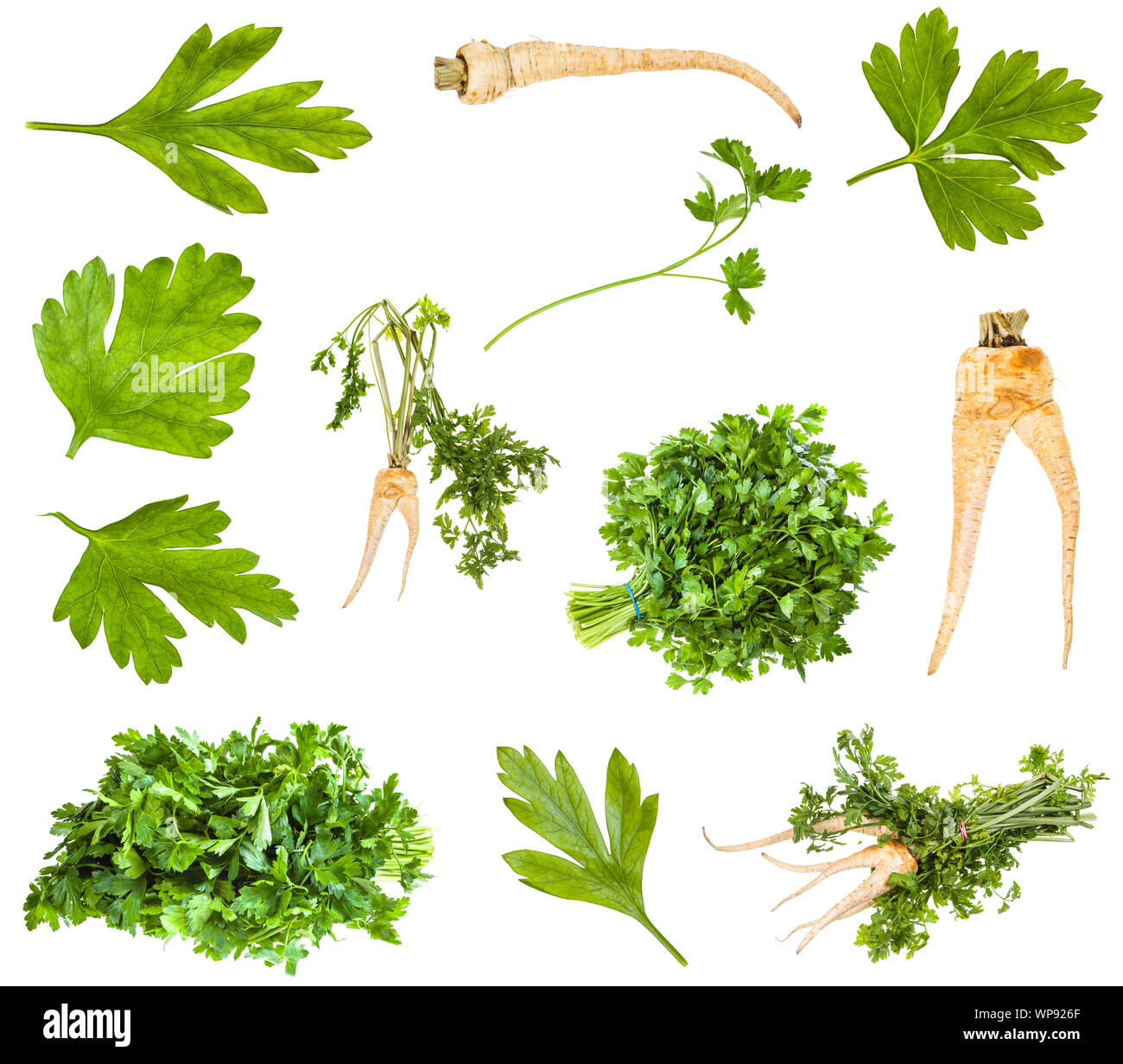 various roots and greens of parsley plant isolated on white background ...