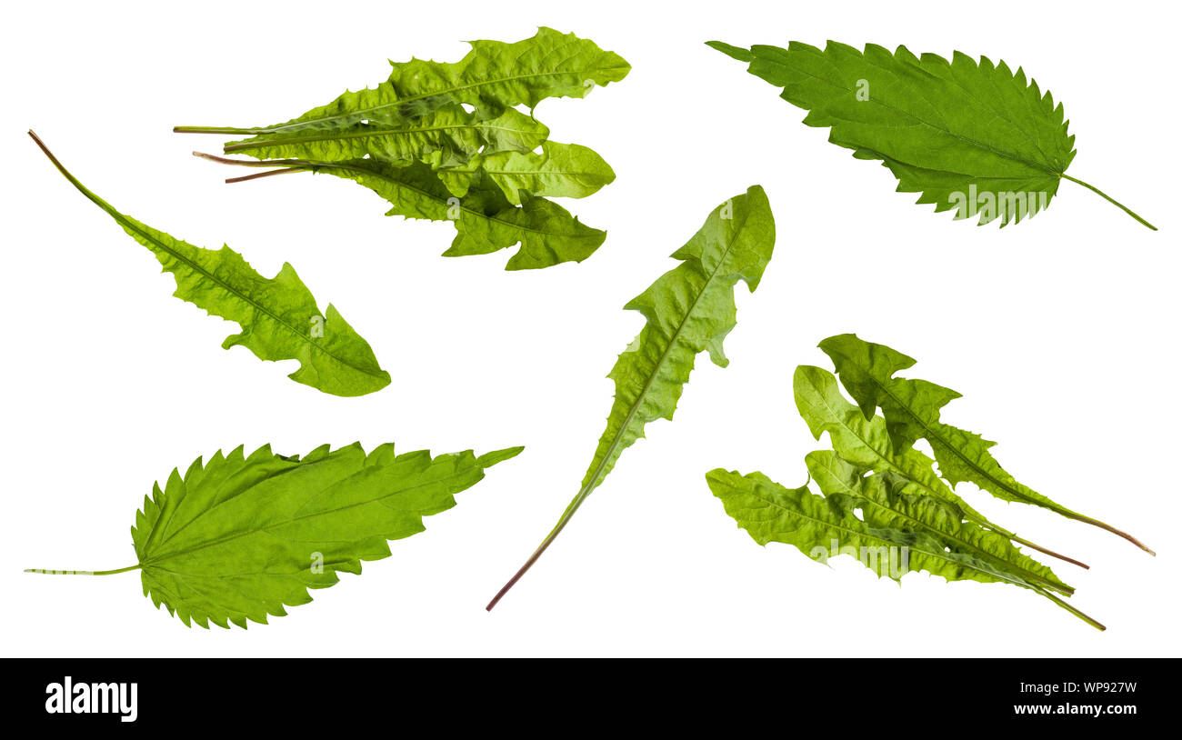 various leaves of wild salad plants (dandelion and nettle ) isolated on ...