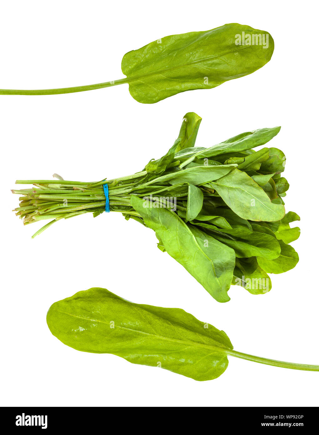 various leaves and bunch of sorrel herb isolated on white background ...