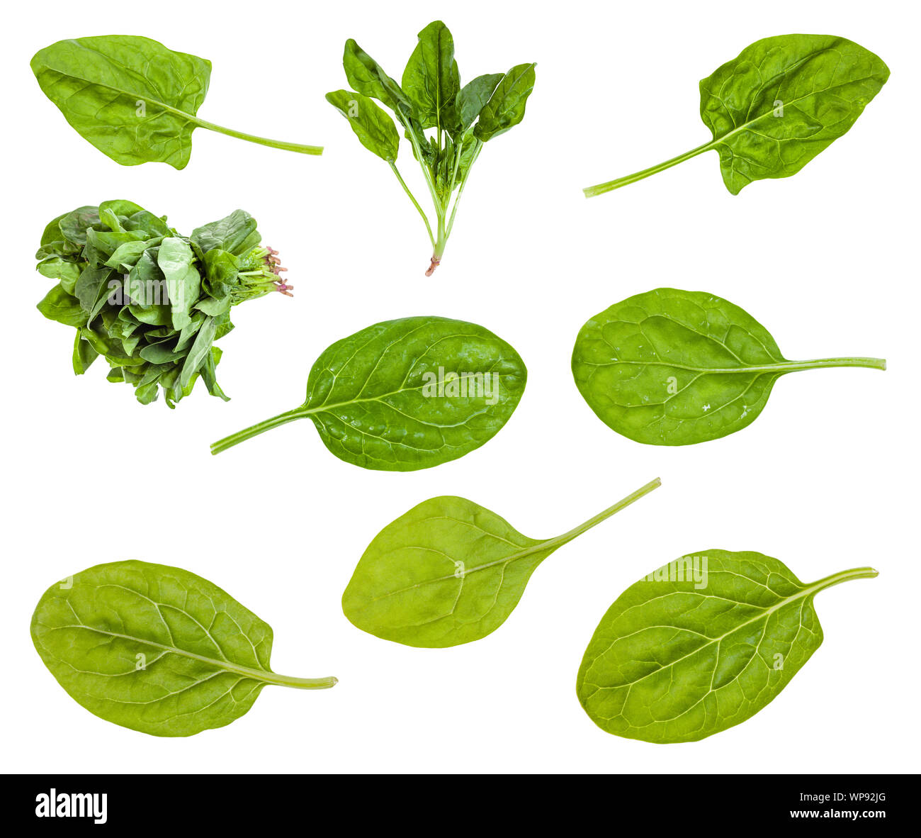 various leaves and bunches of spinach plant isolated on white ...