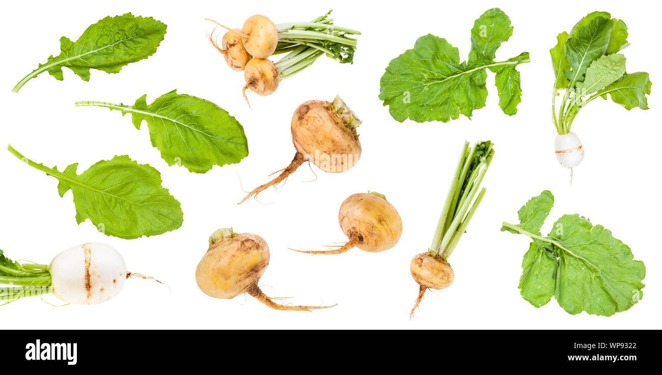 various greens and roots of turnips isolated on white background Stock ...