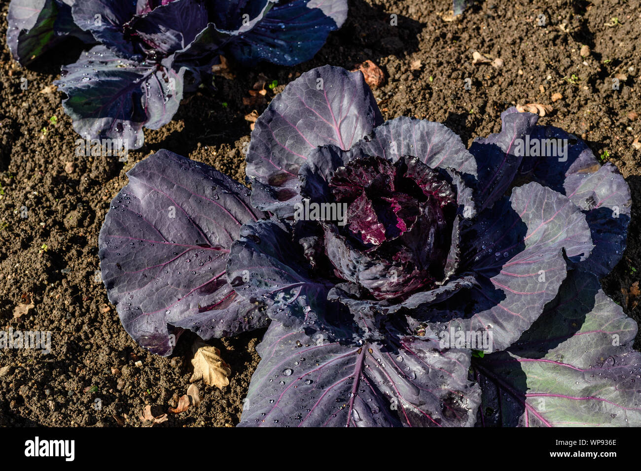 Organic Red Cabbage growing in the Winter garden Stock Photo - Alamy