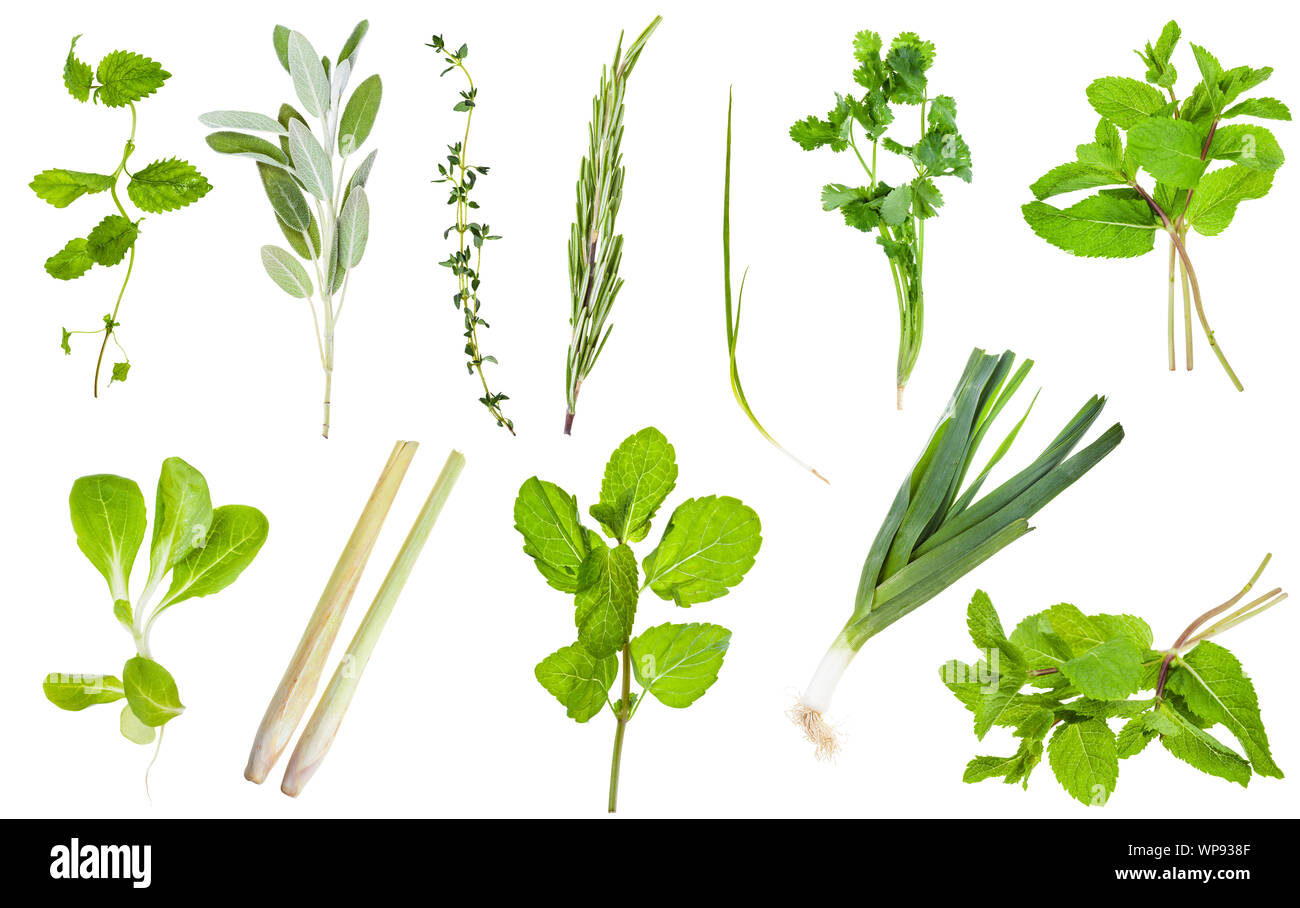 various fresh twigs of edible greens isolated on white background Stock ...