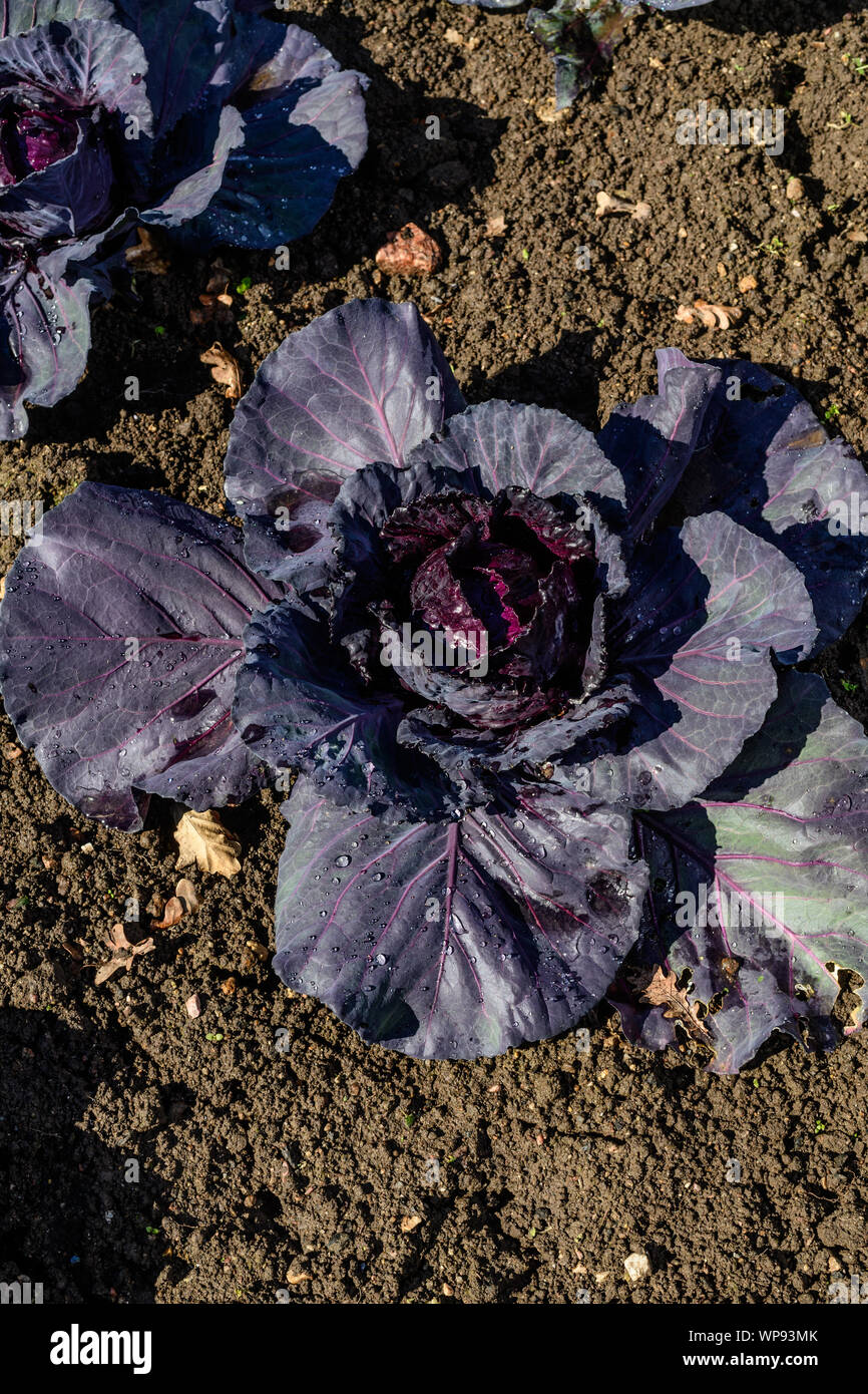 Organic Red Cabbage growing in the Winter garden Stock Photo - Alamy