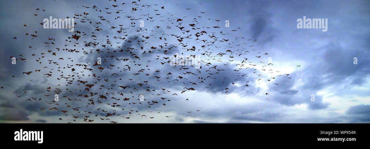 large group of flying bats, mega bats in the sk Stock Photo - Alamy