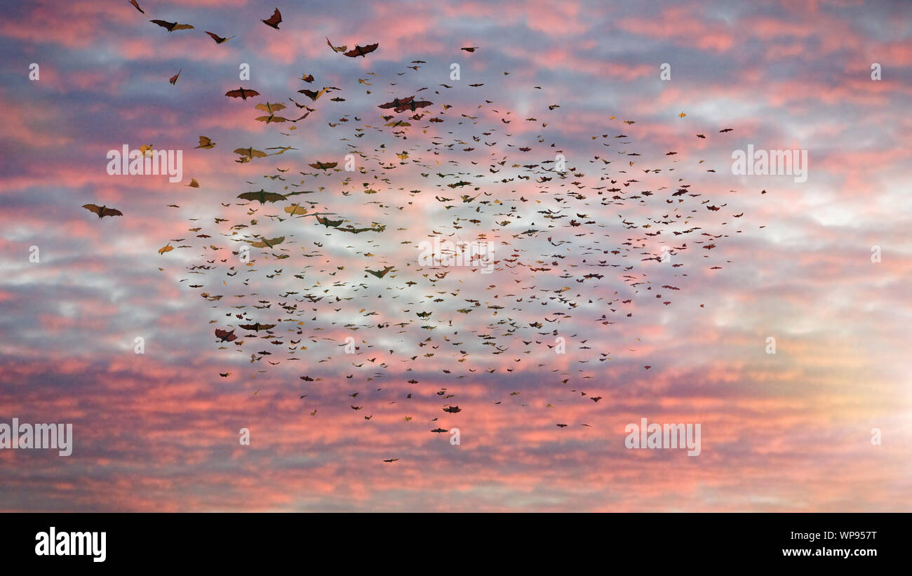 large group of flying foxes, mega bats in the sky Stock Photo - Alamy