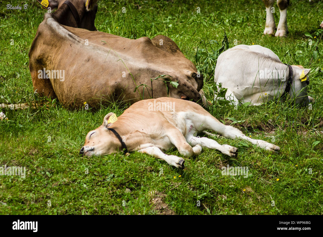 Calf sleeping hi-res stock photography and images - Alamy