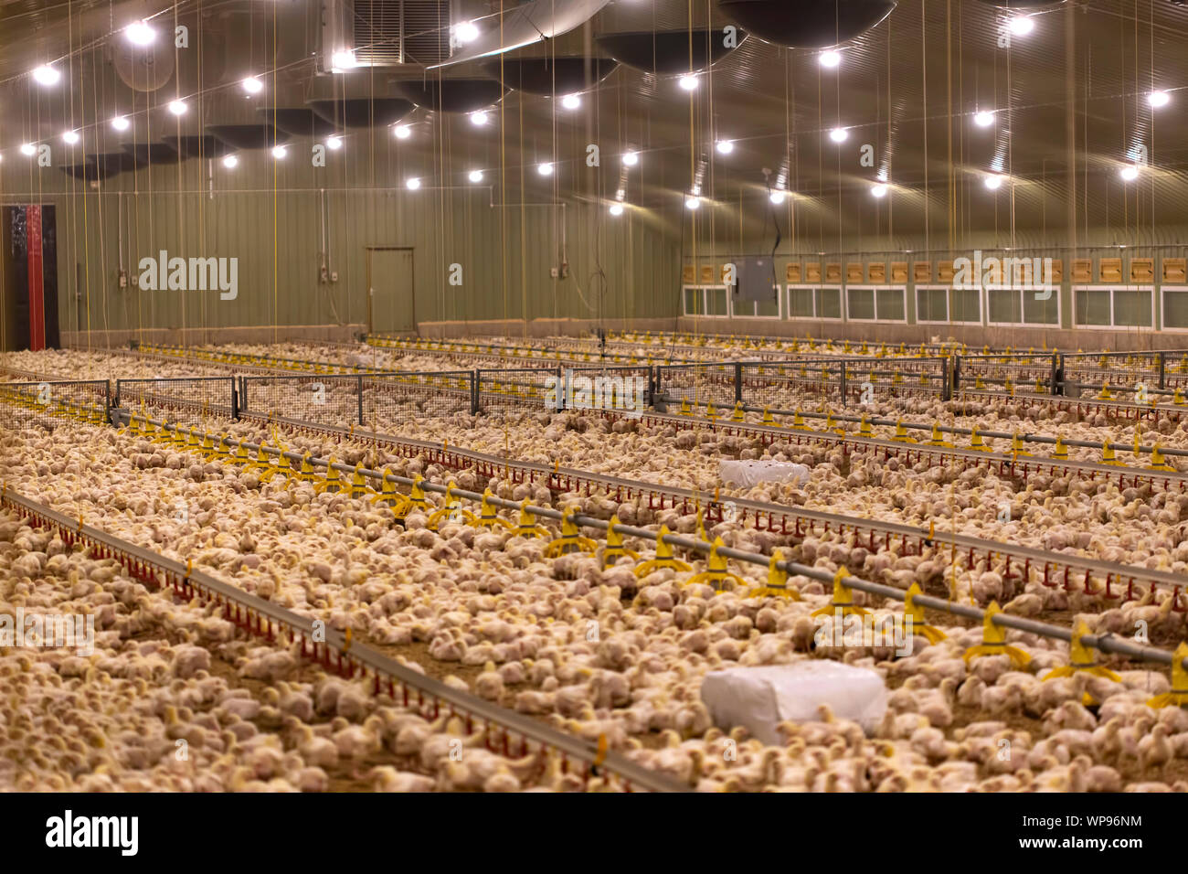 Small chickens in a big hatchery Stock Photo - Alamy