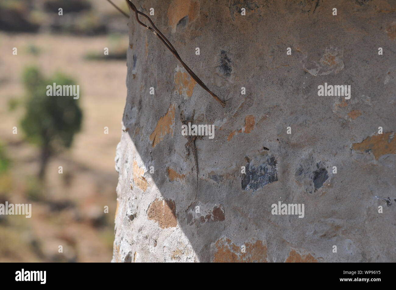 Ethiopian reptiles hi-res stock photography and images - Alamy