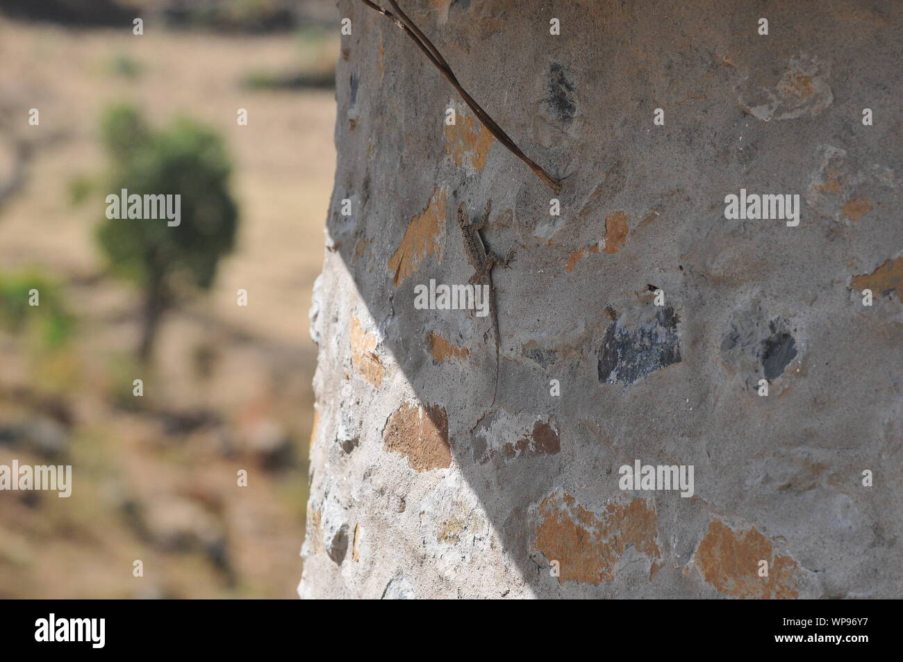 Ethiopian reptiles hi-res stock photography and images - Alamy
