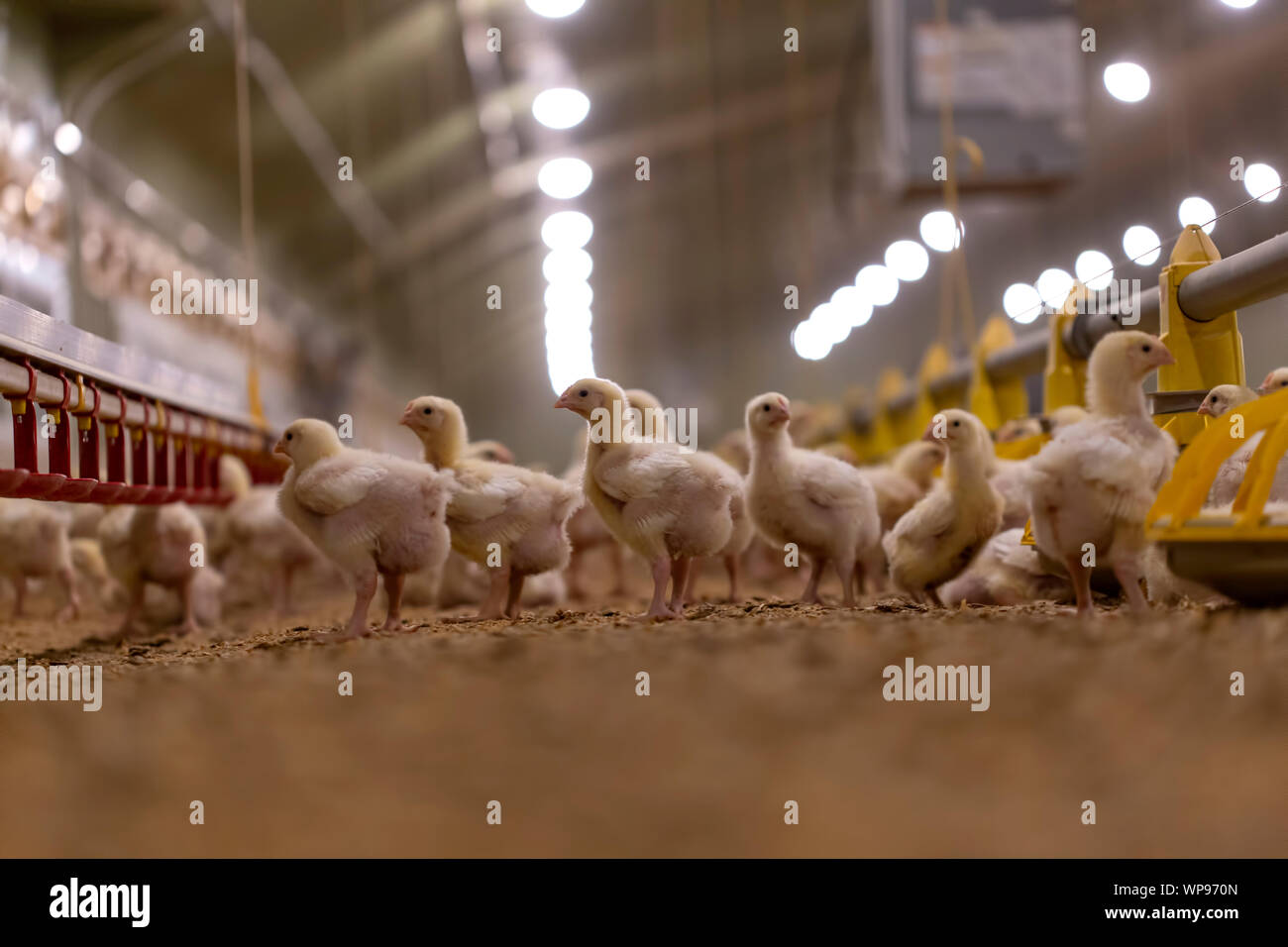 Small chickens in a big hatchery Stock Photo - Alamy