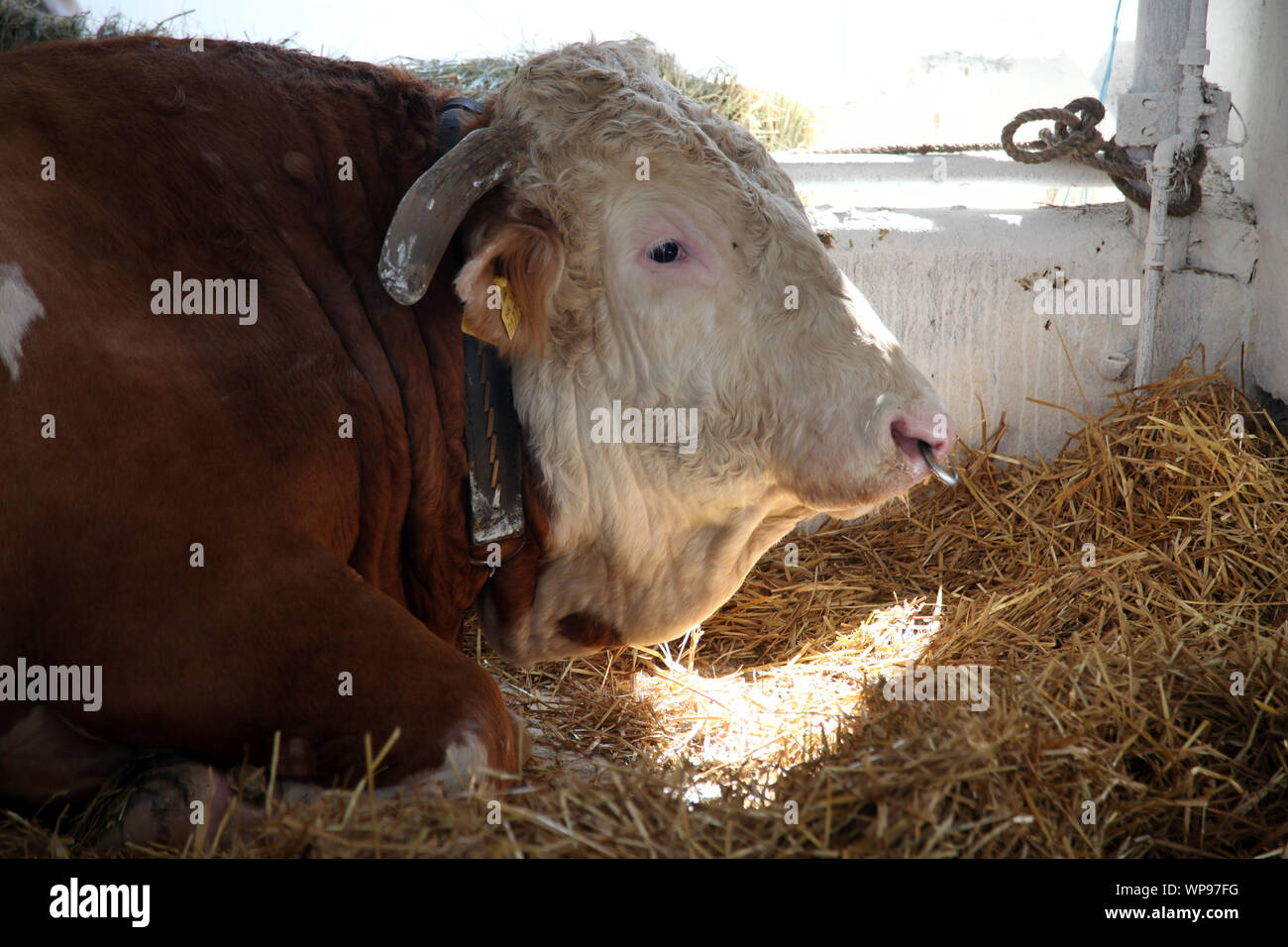 The cow in the barn at the fair in Bjelovar, Croatia Stock Photo - Alamy