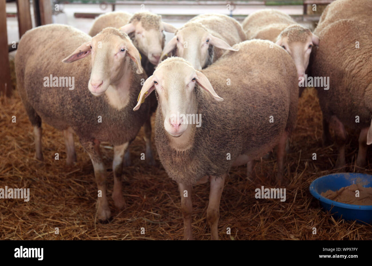 Sheep county fair animal hi-res stock photography and images - Alamy