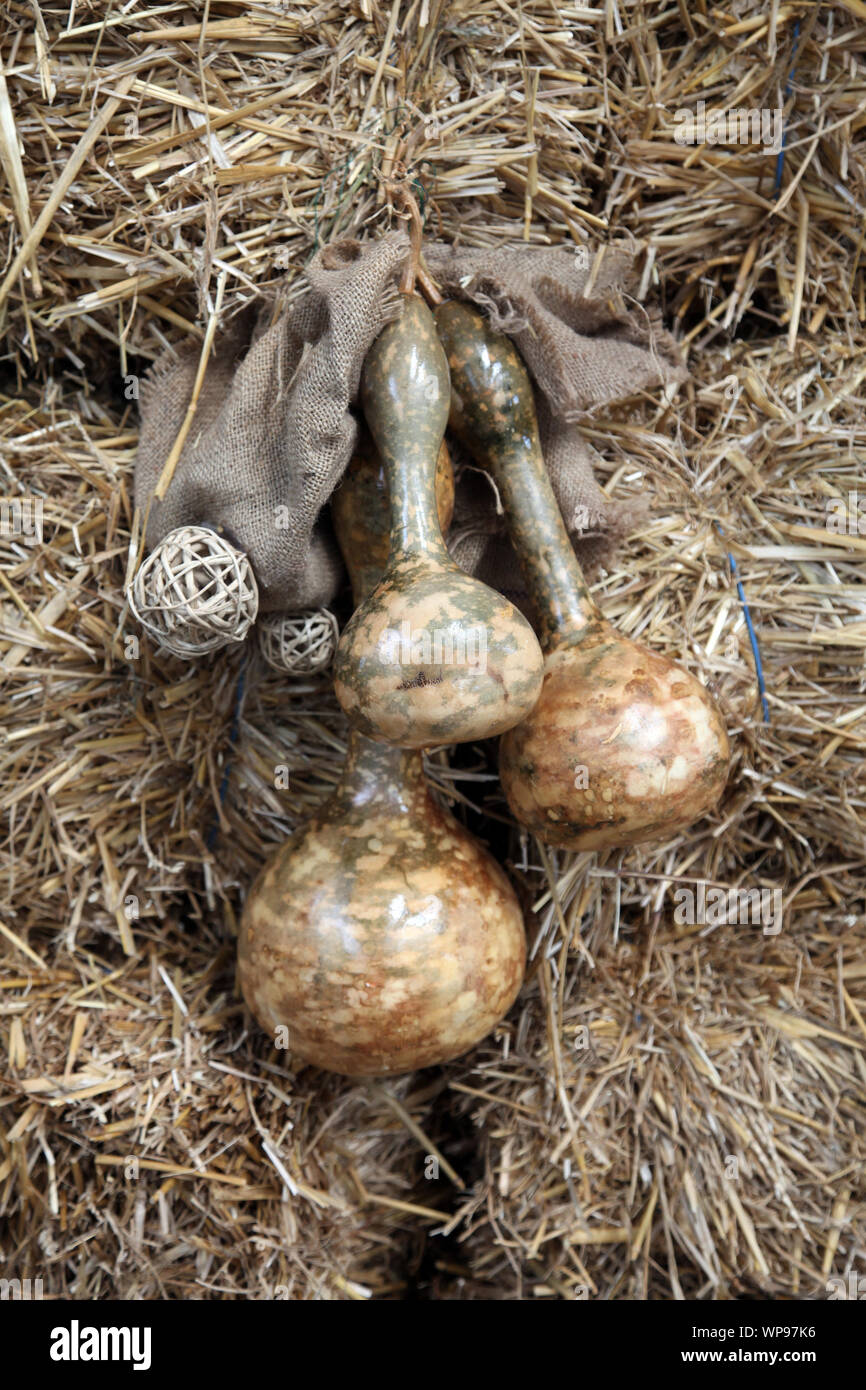 Hollow gourd hi-res stock photography and images - Alamy