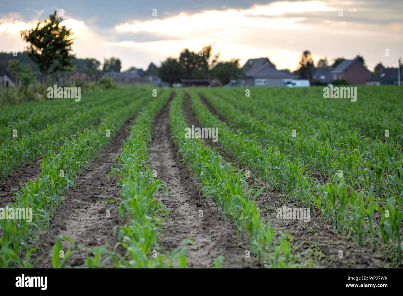 Young corn field hi-res stock photography and images - Alamy
