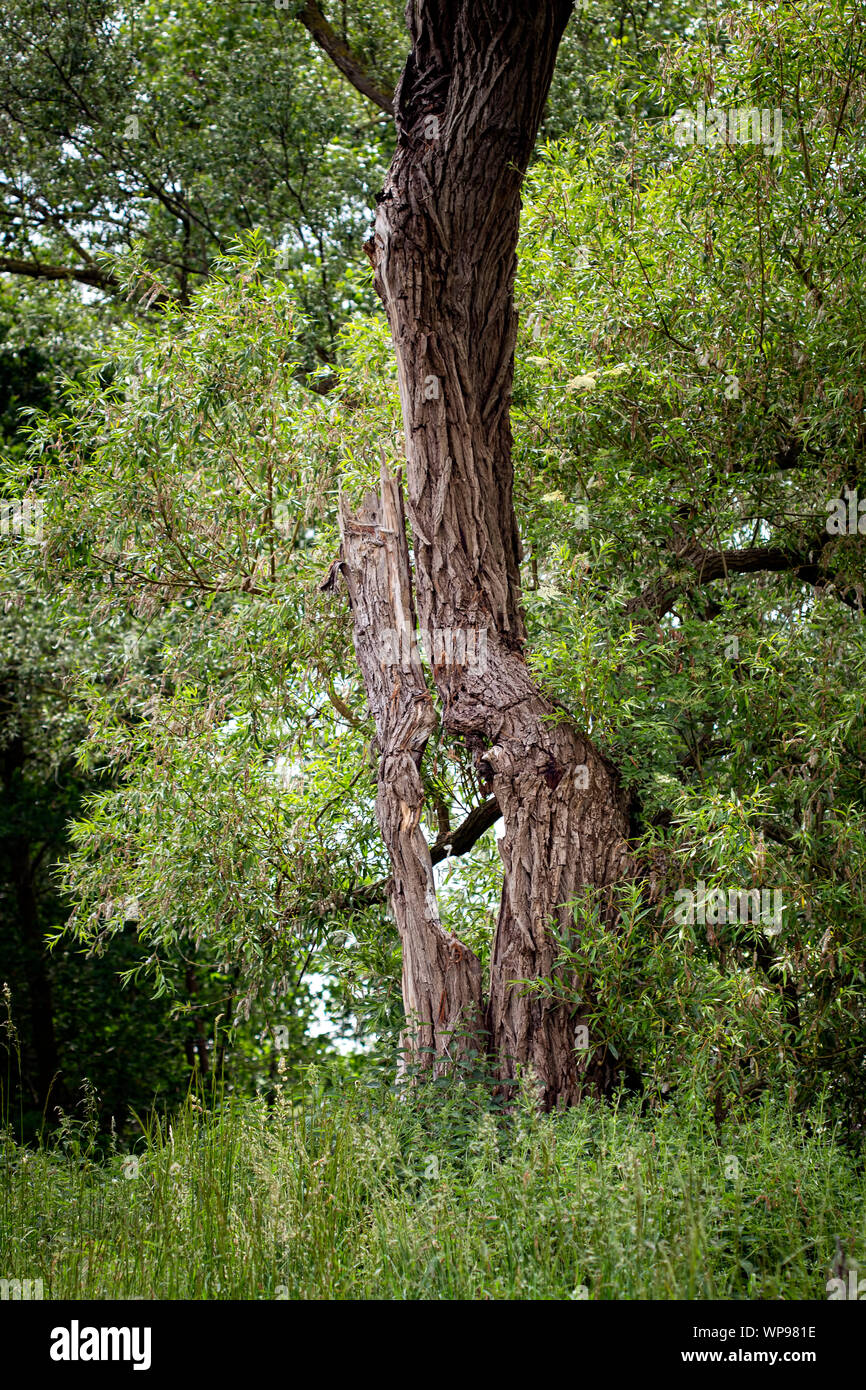 Big hole in tree hi-res stock photography and images - Alamy
