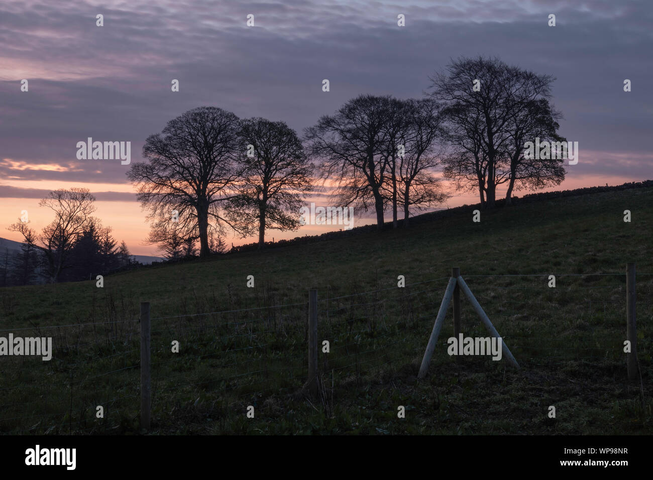 Spring forest landscape england hi-res stock photography and images - Alamy