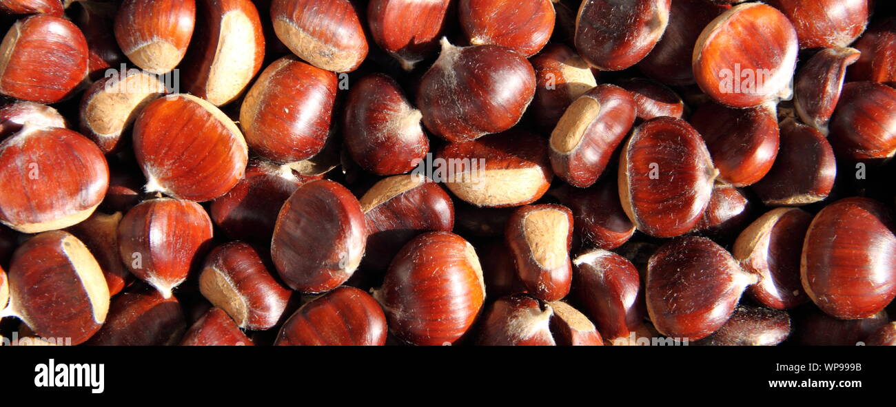 collecting chestnuts in the forest Stock Photo - Alamy