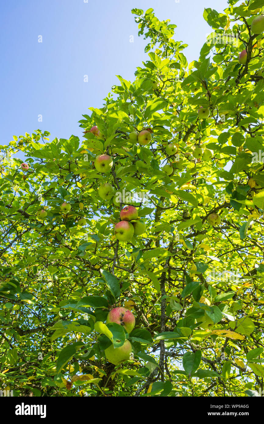 Sour green apples hanging on hi-res stock photography and images - Alamy