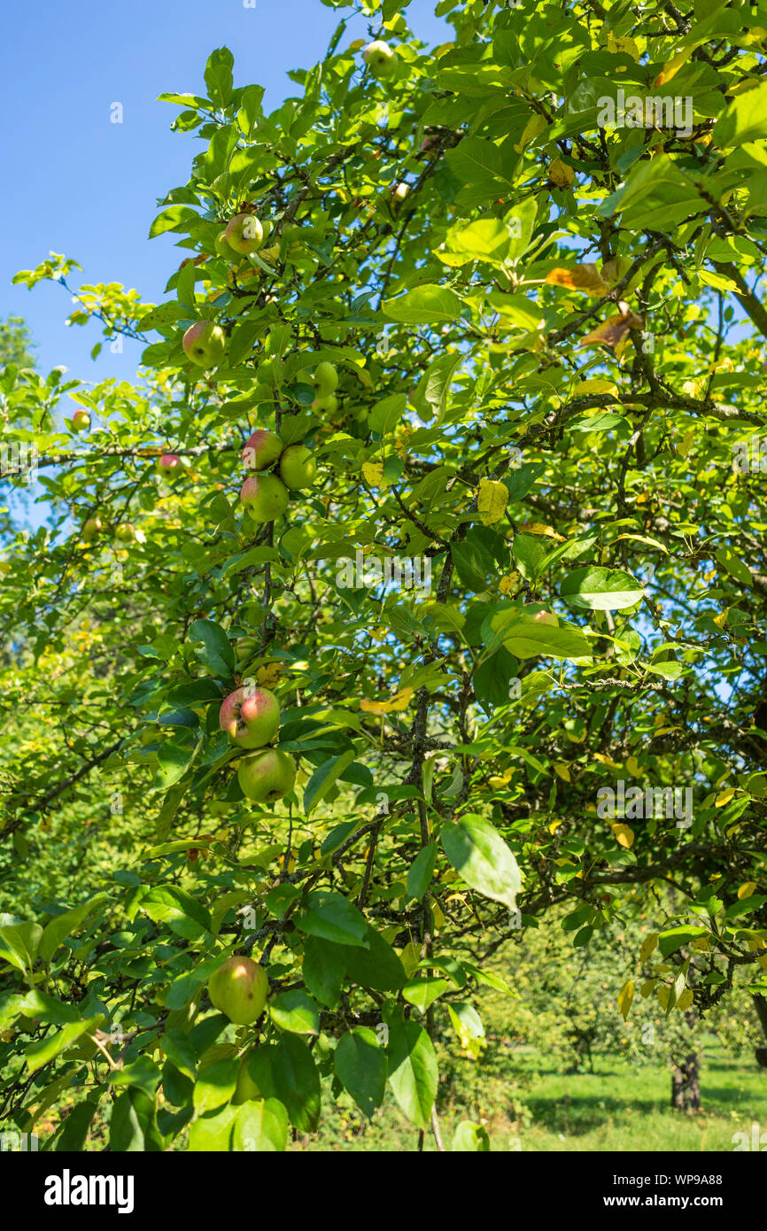 Apples before harvest, hanging on their tree in the sunnlight Stock ...