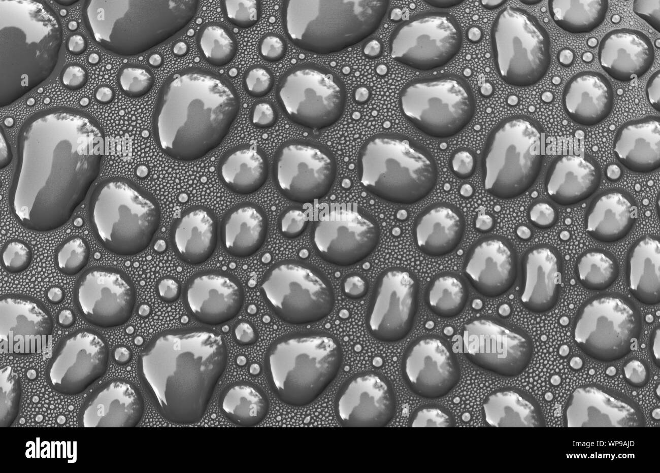Transparent still water drops on light background. Water drops. Drops ...