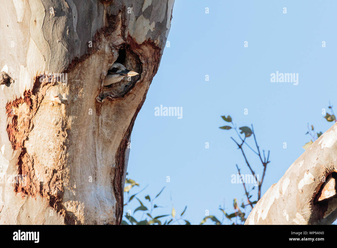 Kookaburra at nest hi-res stock photography and images - Alamy