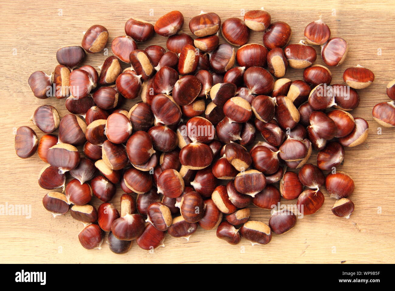 collecting chestnuts in the forest Stock Photo - Alamy