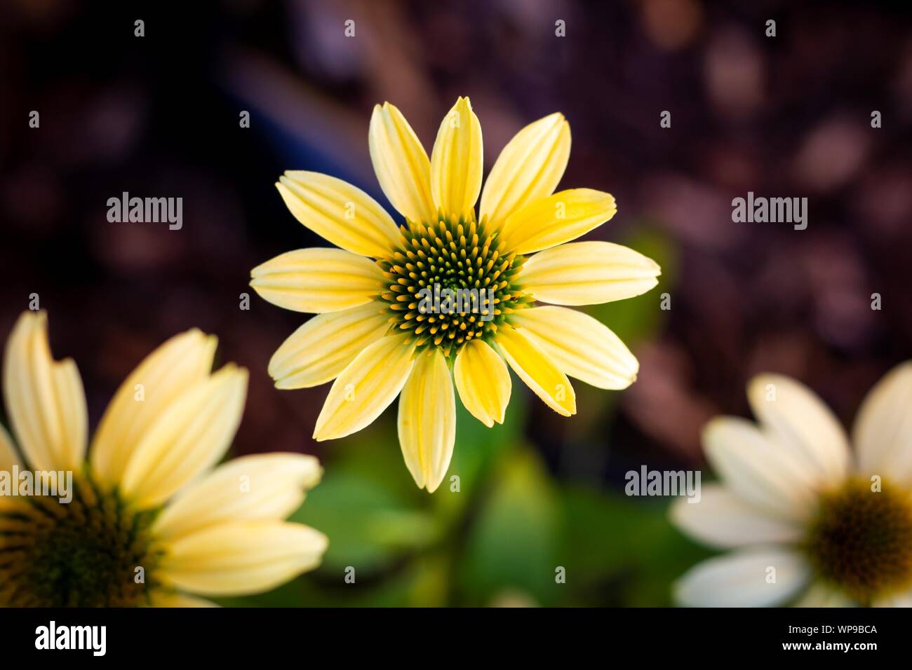 A top down portrait of a mellow yellow flower or scientifically known ...