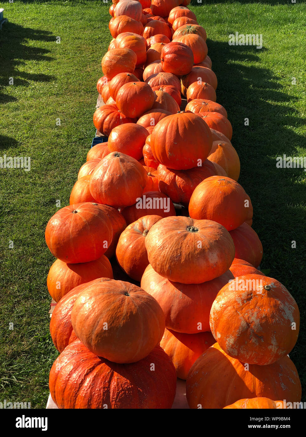 Bulk pumpkins hi-res stock photography and images - Alamy
