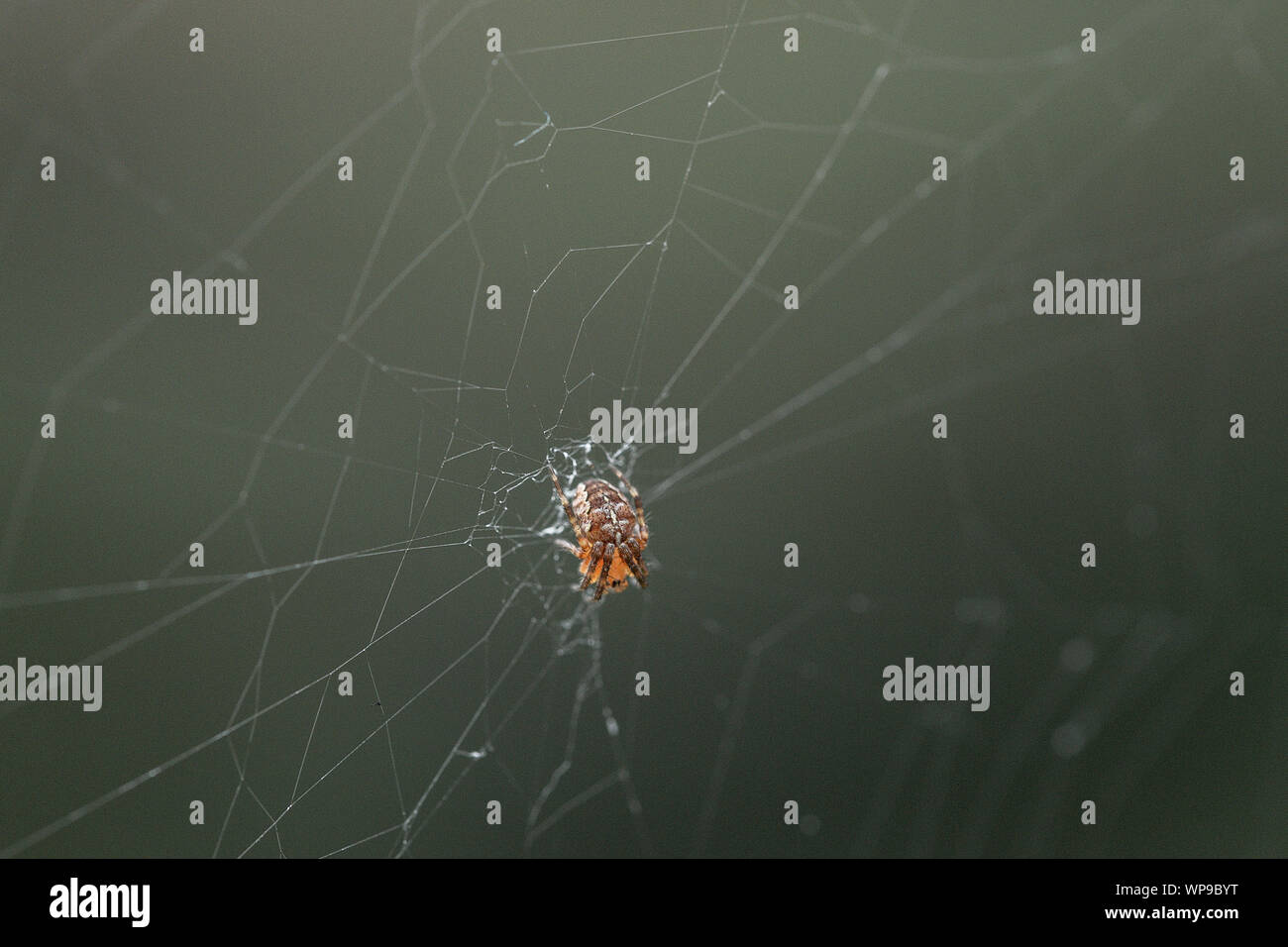 Spider sitting in center hi-res stock photography and images - Alamy