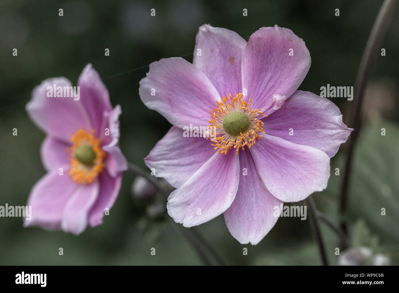 Marco flower hi-res stock photography and images - Alamy