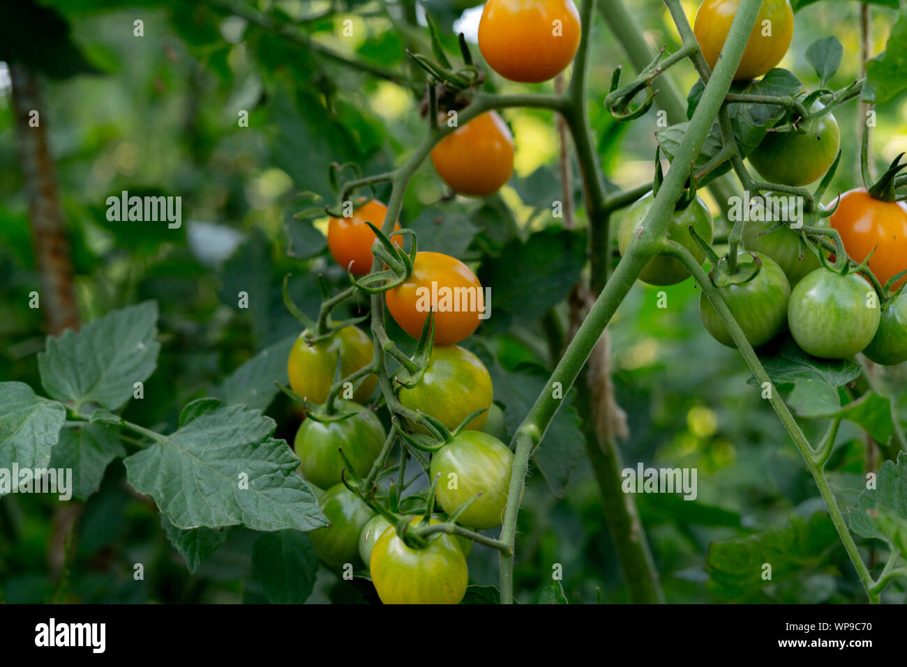close up organic little cherry tomatoes branch grow in the farms Stock ...