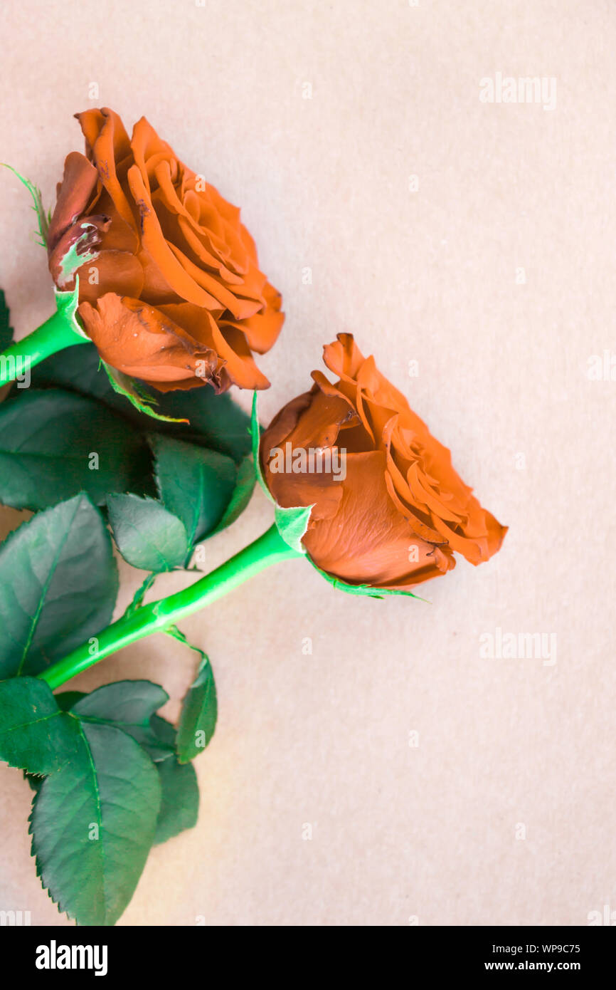 Orange sienna roses background Stock Photo - Alamy
