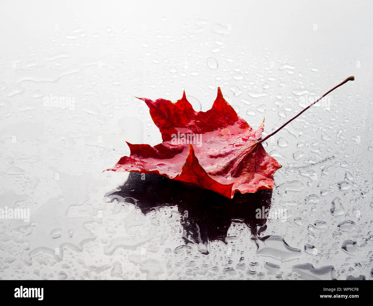 Autumn leaves in the background.Selective focus.Autumn is time decay of ...