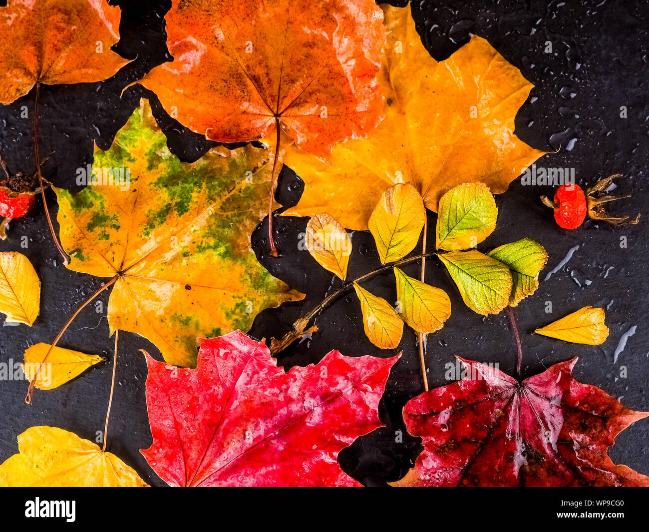 Autumn leaves in the background.Selective focus.Autumn is time decay of ...