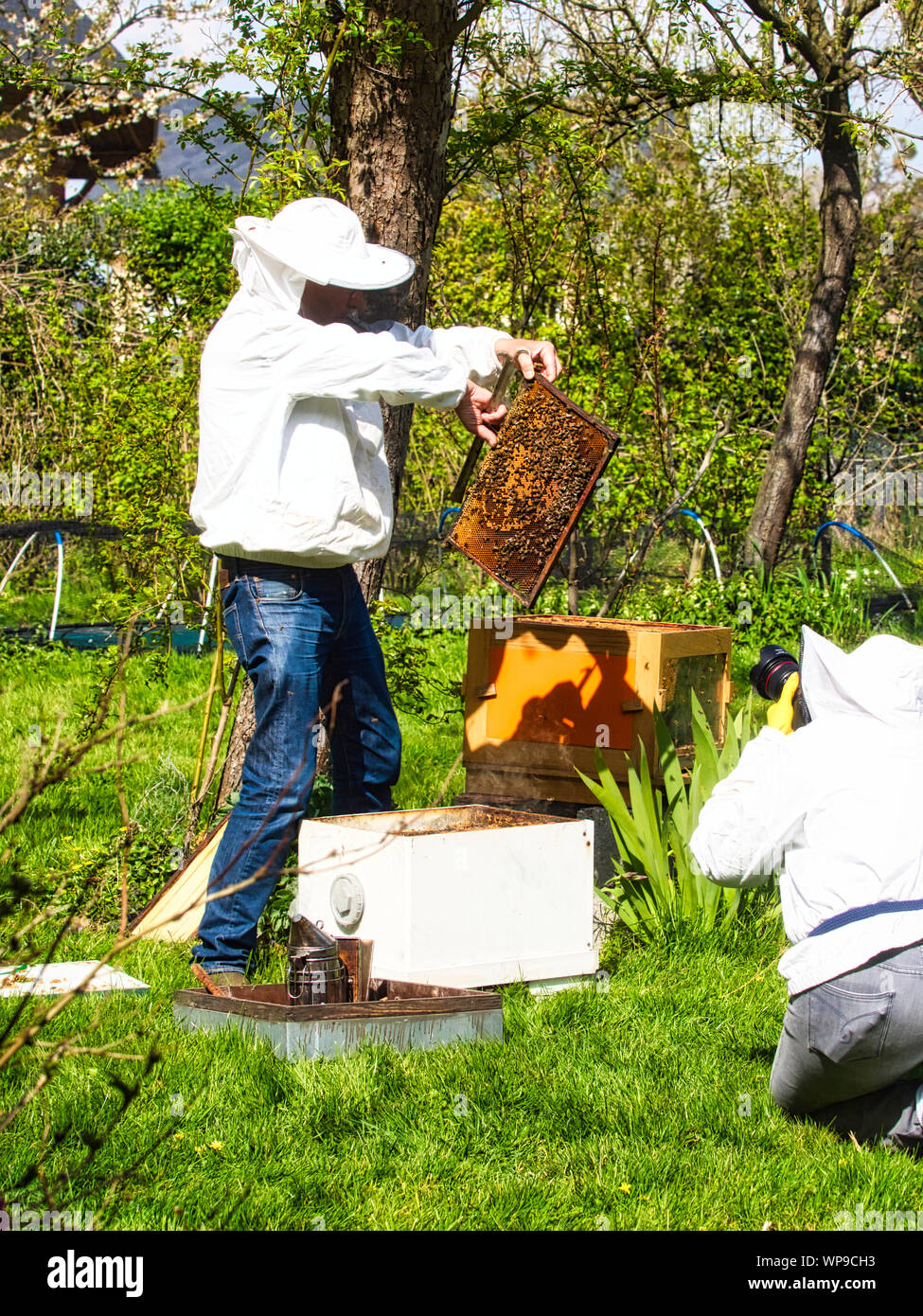 Photographer taking pictures of apiarist in garden, with bees flying ...