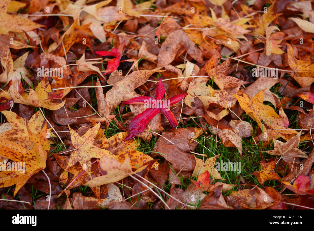the colorful autumn world Stock Photo - Alamy