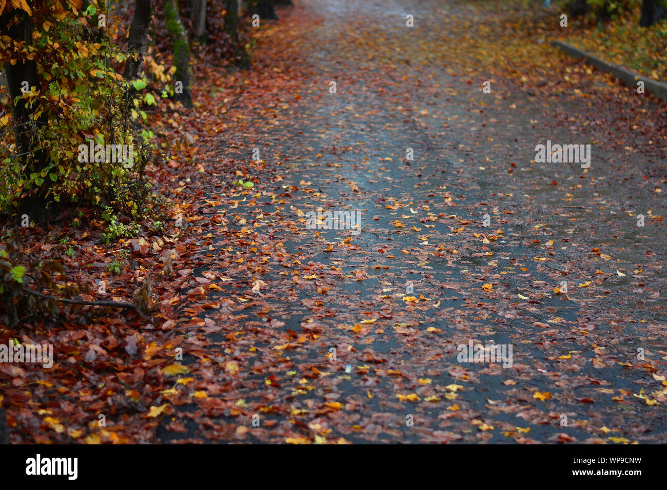 the road covered with autumn leaves Stock Photo - Alamy