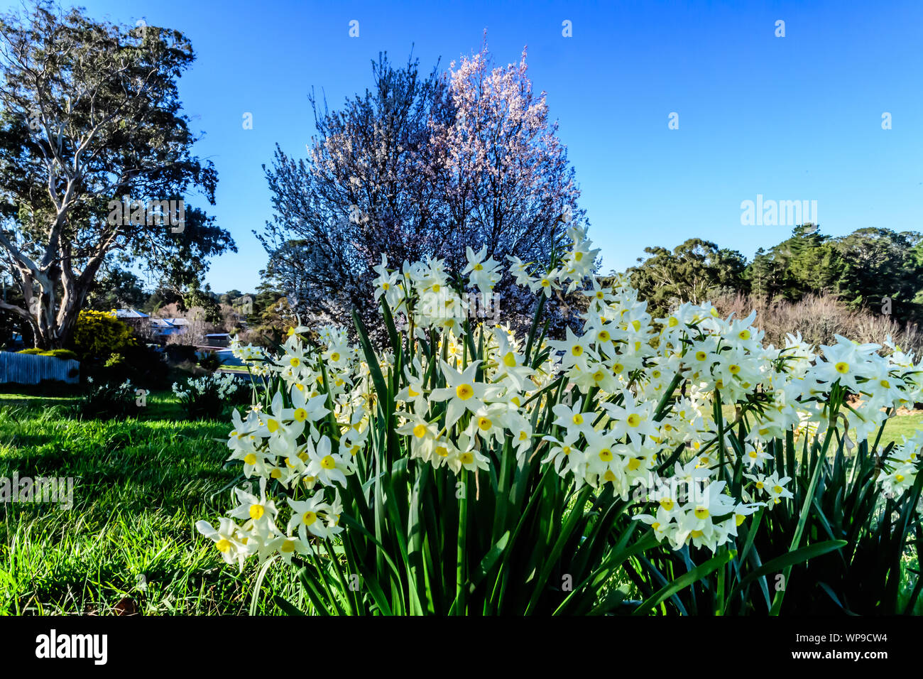 Spring and the country comes alive with Daffodils and blossom Stock ...