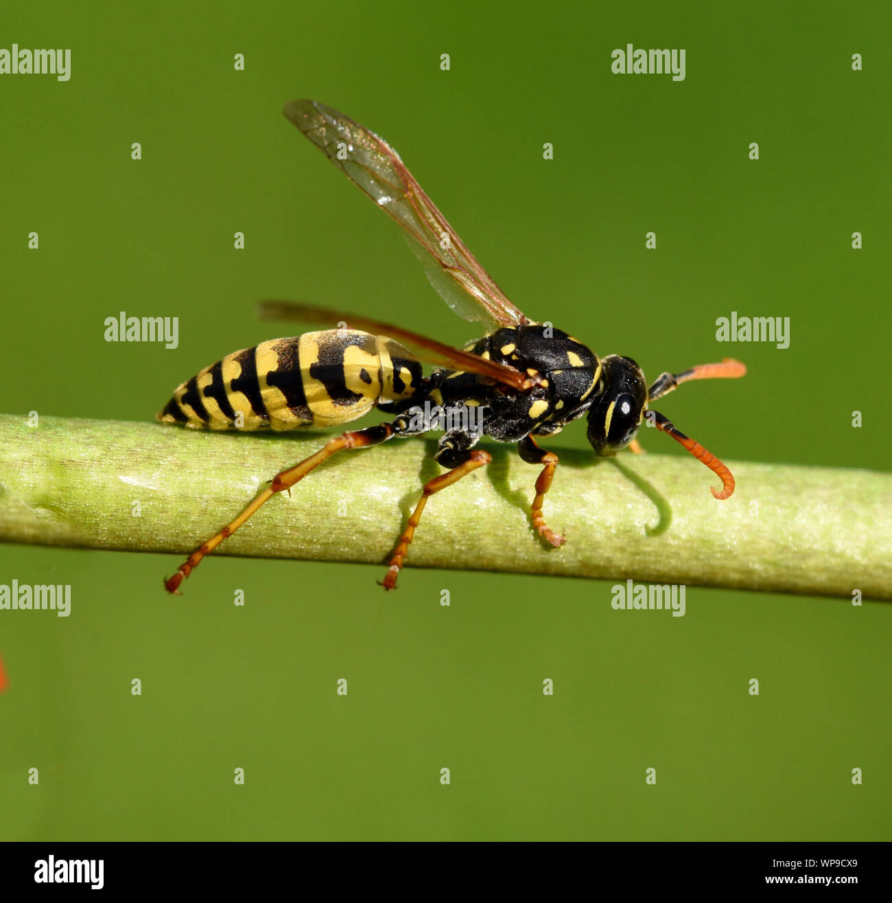 Wespe, Vespula germanica, ist ein nuetzliches und geschuetztes Insekt ...