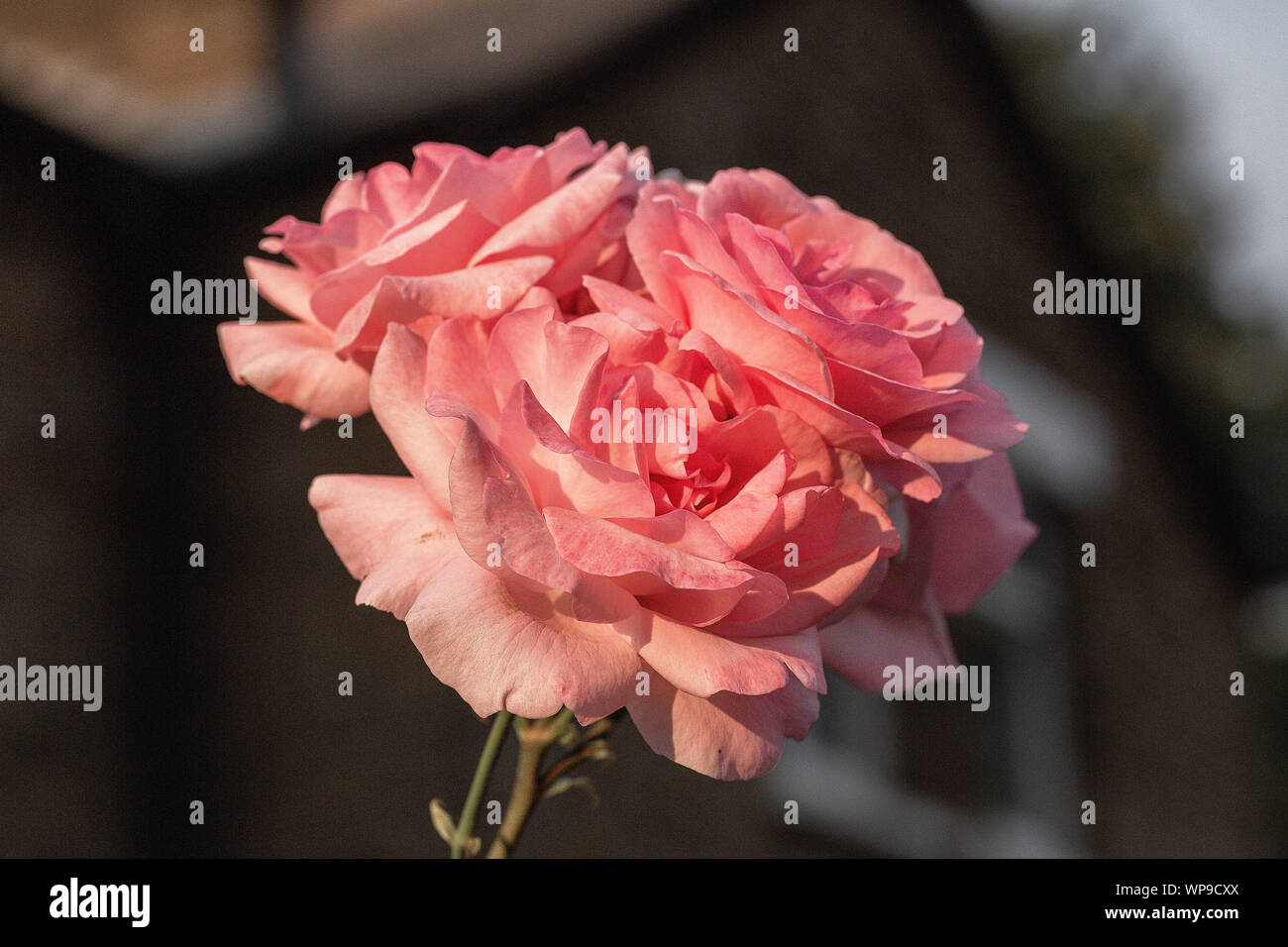 Red wild rose hi-res stock photography and images - Alamy