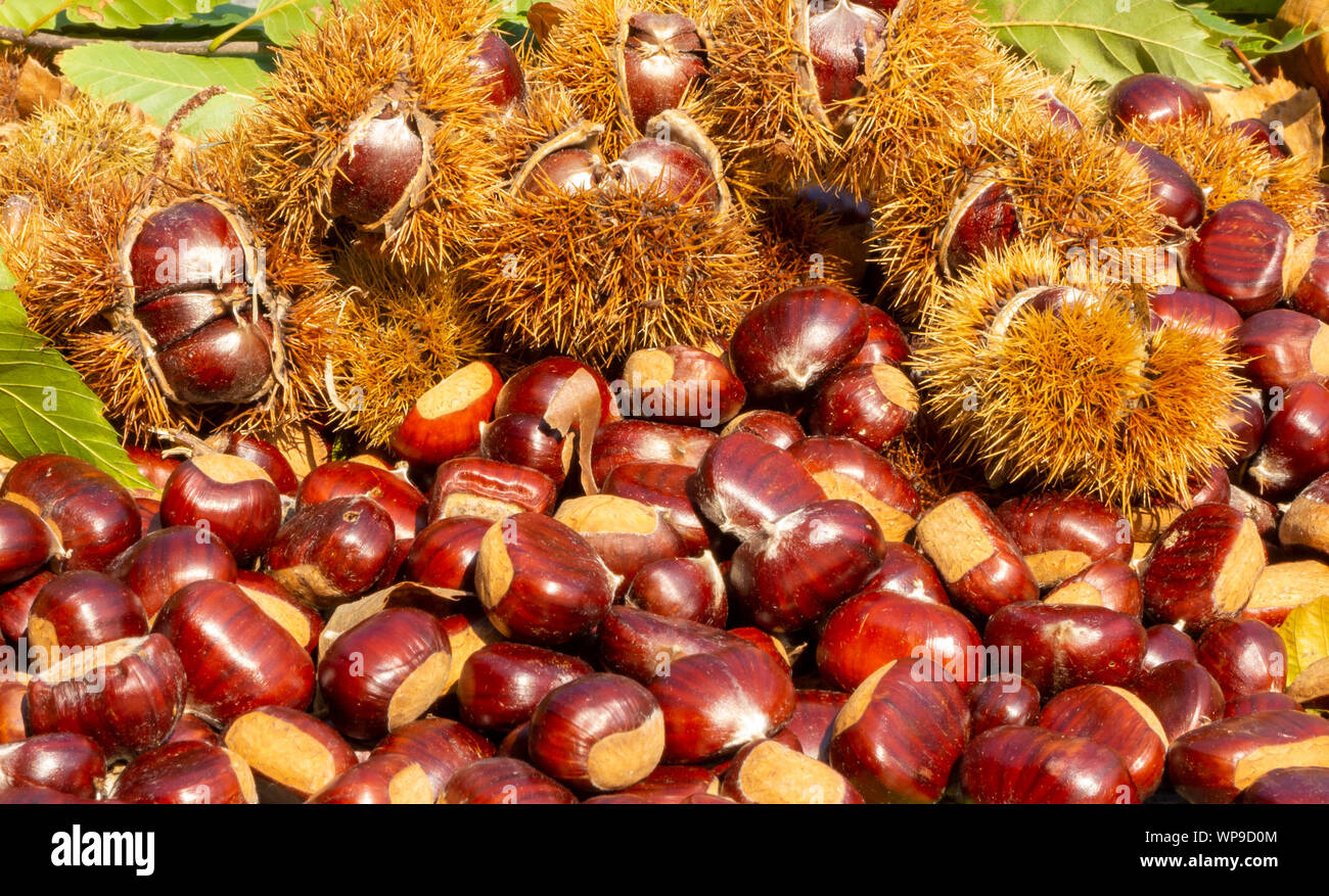 Chestnut thorn fruit hi-res stock photography and images - Alamy