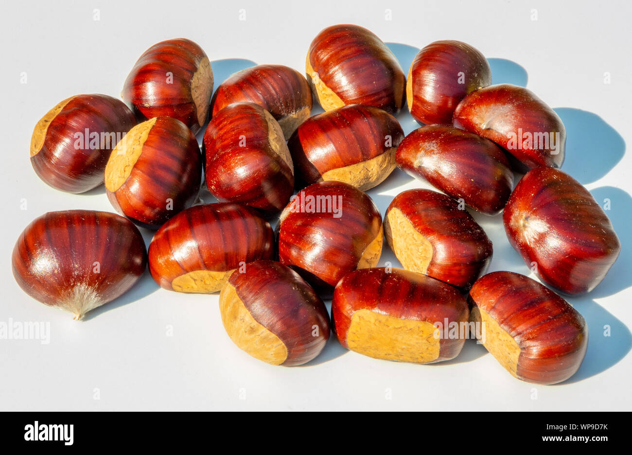 Chestnut thorn fruit hi-res stock photography and images - Alamy